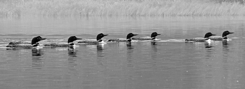 Pinetree Photo's Nature Discovery Blog | Exploring Nature Through ...